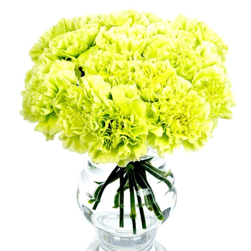 Carnations - Green - Delivered Nationwide - Send Carnations Today