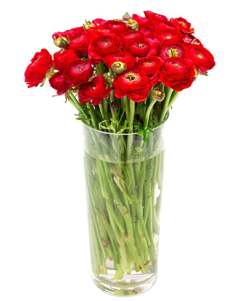 Ranunculus - Red | Flowers by Flourish | NATIONWIDE DELIVERY