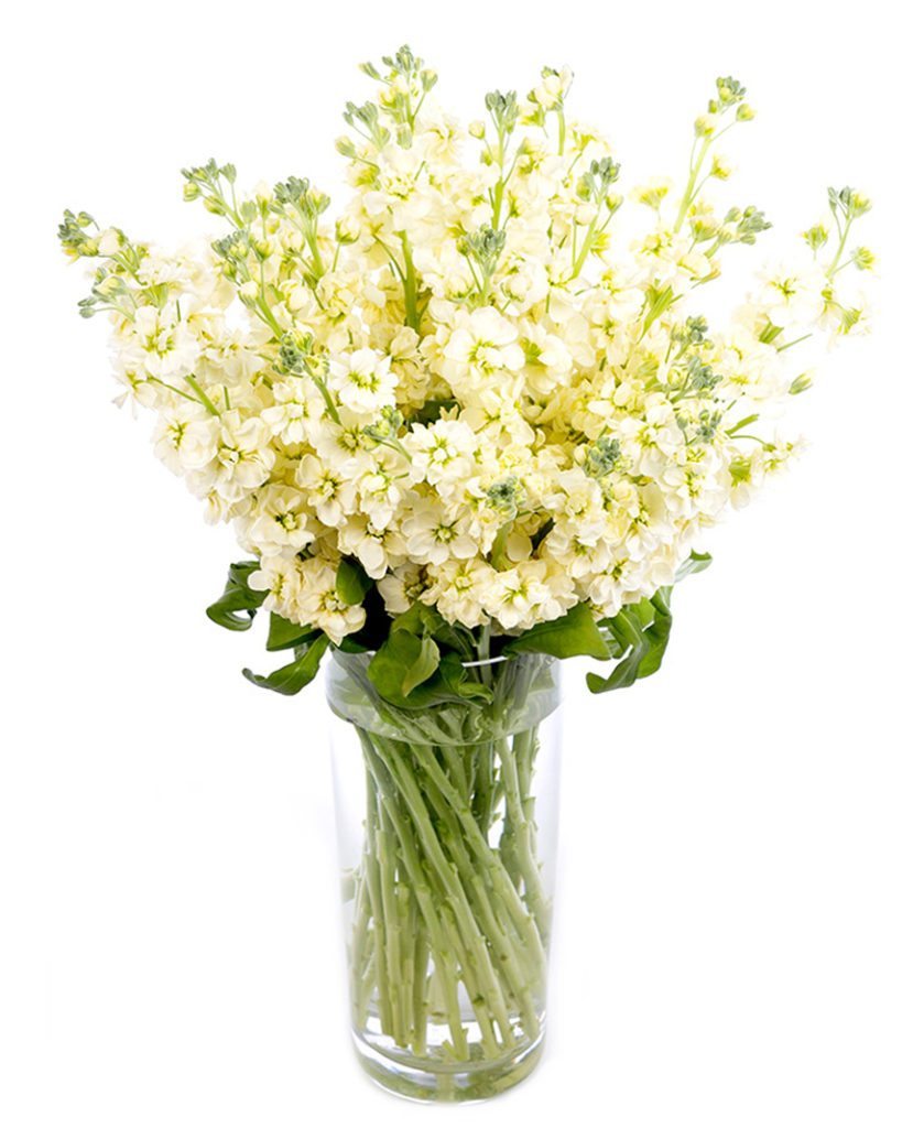 Stocks - Cream | Beautiful Cream Stocks by Flourish