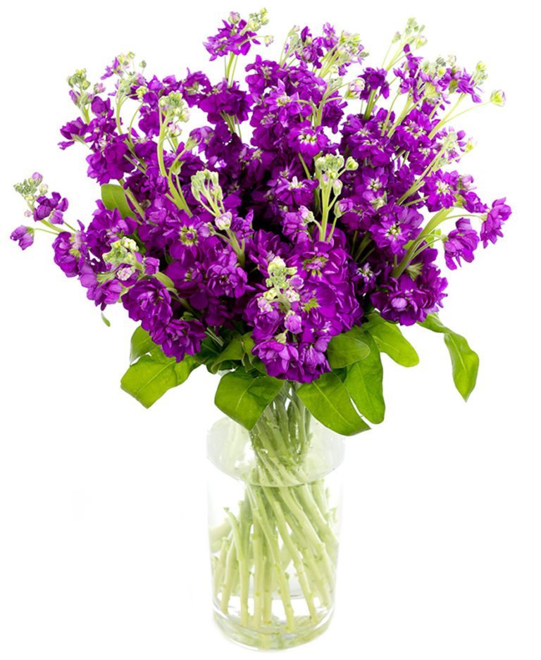 Stocks - Purple | Scented Purple Stocks by Flourish | Delivered Nationwide
