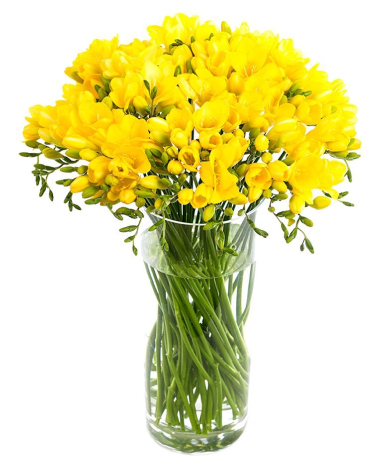 Yellow Freesias | Flowers by Flourish | Send Freesia Nationwide