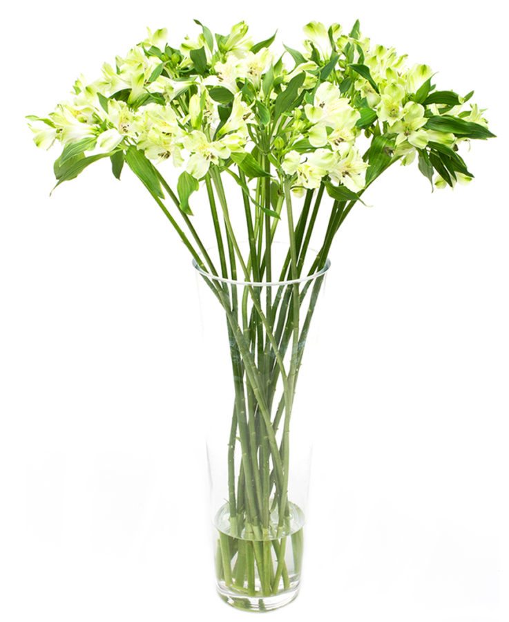 Alstroemeria - Green | Fresh & Long Lasting | 10% Discount | by Flourish