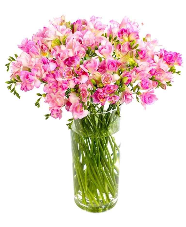 Pink Freesias | Flowers by Flourish | Fresh Freesia Delivered Nationwide