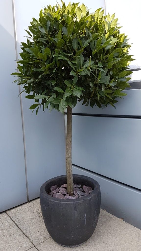 Lollipop Bay Tree | Flowers by Flourish