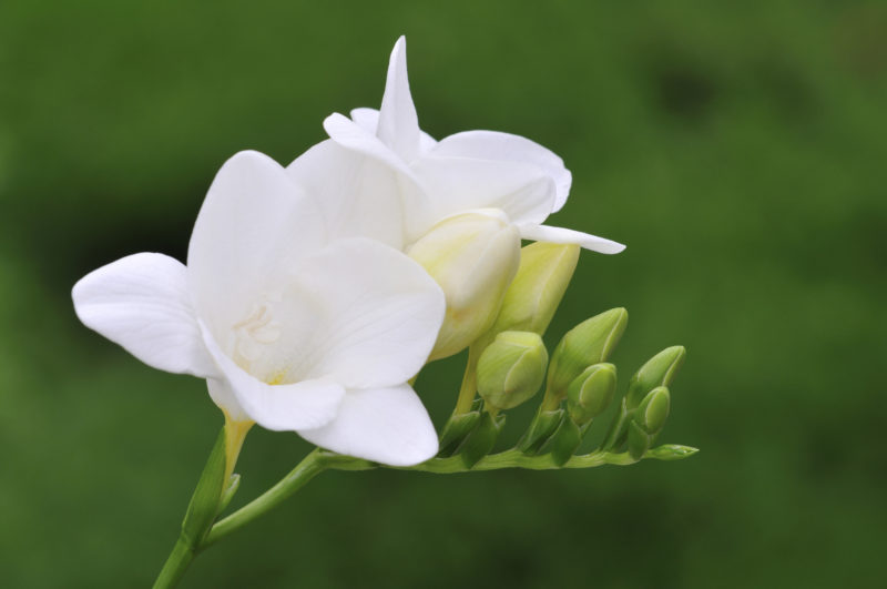 FREESIA BOUQUETS | Flowers by Flourish