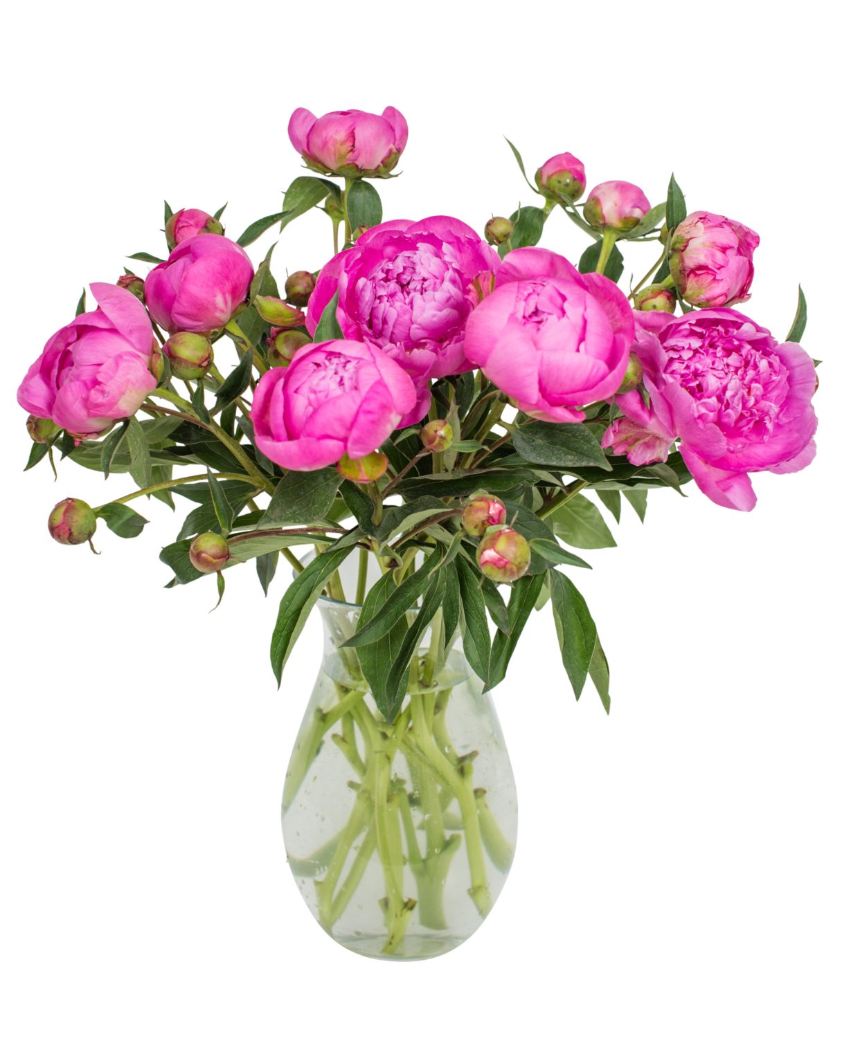 Peonies | Flowers by Flourish