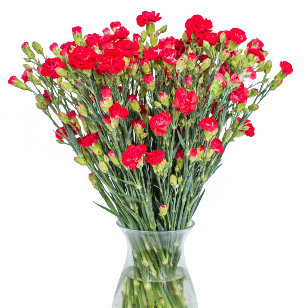 Red Spray Carnations by Flourish | Send a Bouquet Nationwide Today