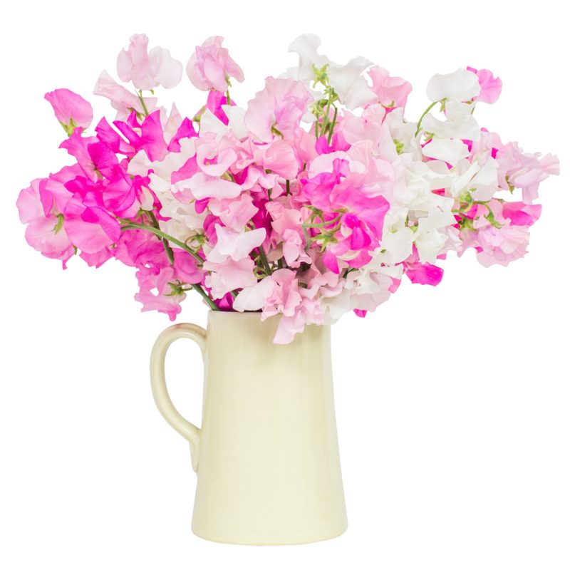 Sweet Peas - Mixed | Send a Scented Sweet Pea Bouquet Across the UK