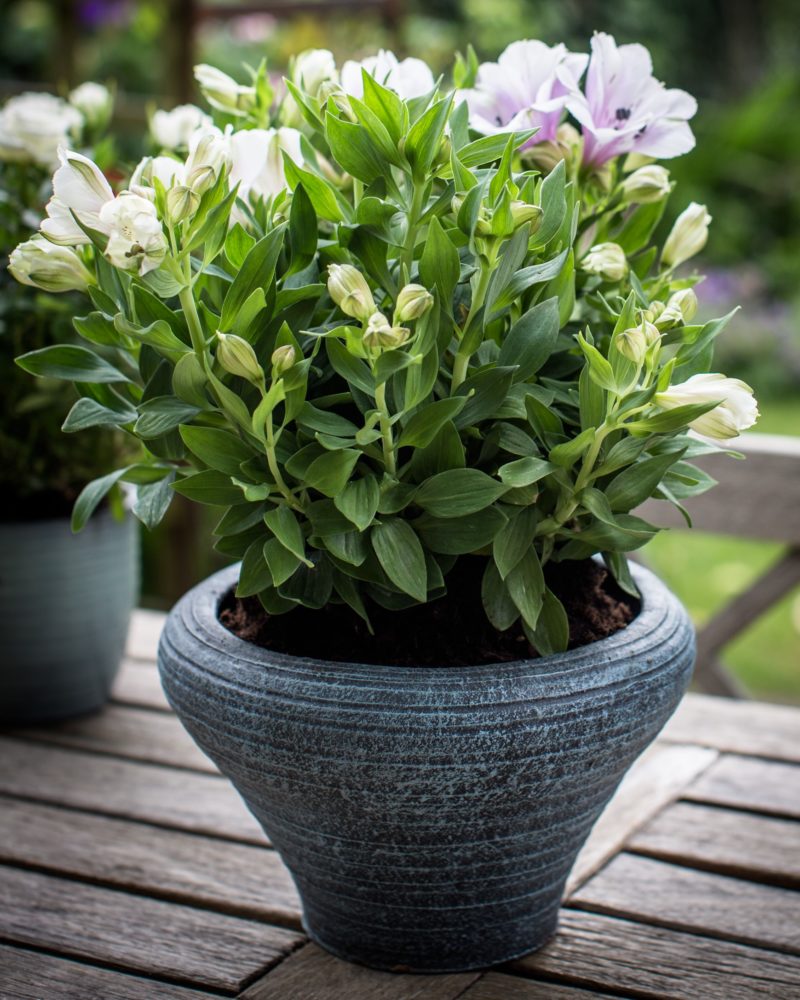 ALSTROEMERIA BOUQUETS | Flowers by Flourish