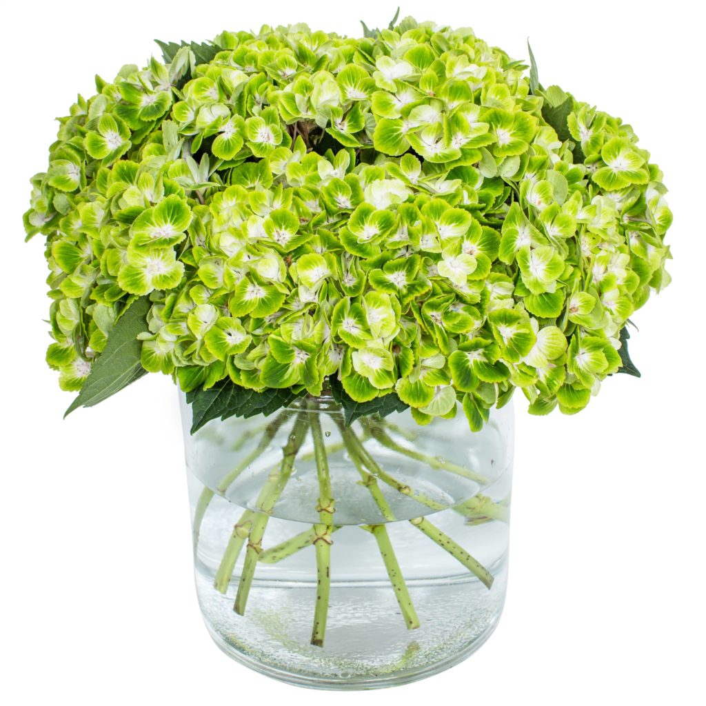 Hydrangea Emerald Cloud | Send Green Hydrangea Delivered by Flourish