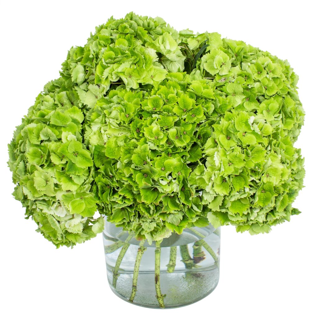 Hydrangea Green | Green Hydrangea Delivered by Flourish
