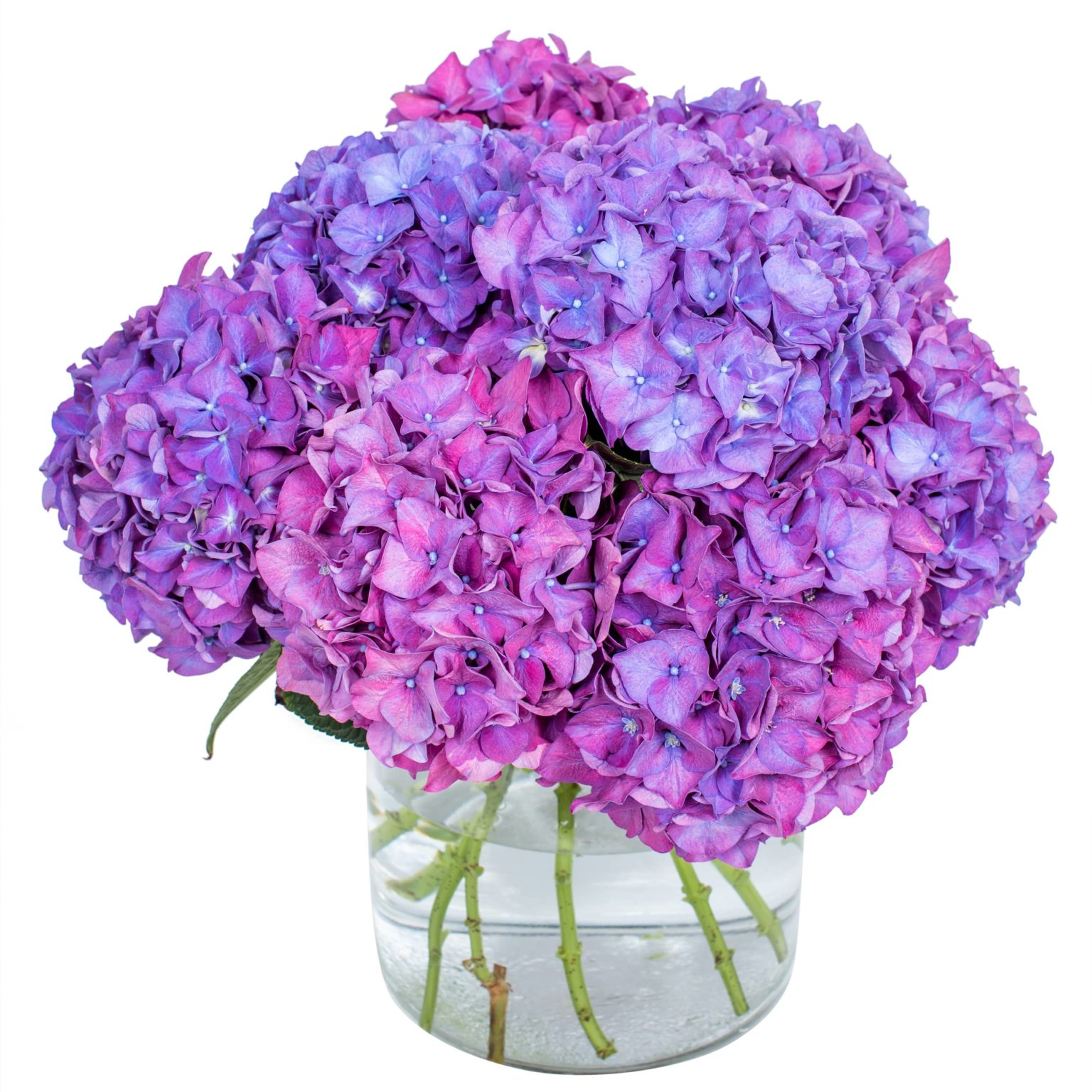Hydrangea Rodeo Purple | Send Purple Hydrangea Nationwide by Flourish