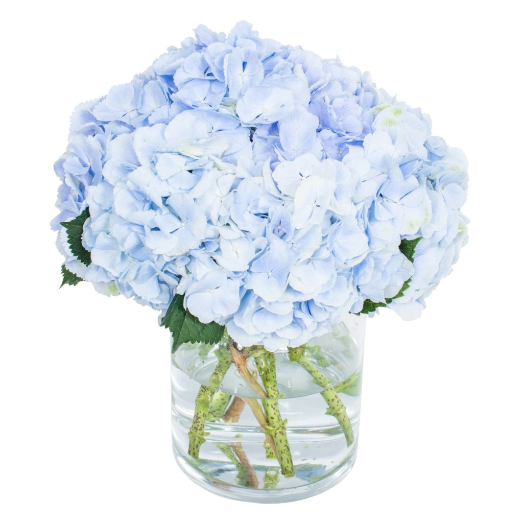 Hydrangea Blue | Blue Hydrangea Delivered by Flourish