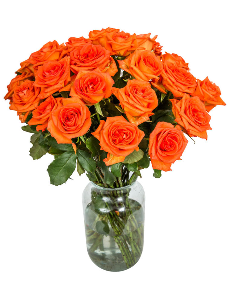 20 Long Stemmed Orange Roses – 20 Orange Roses, Fresh Orange Roses ...