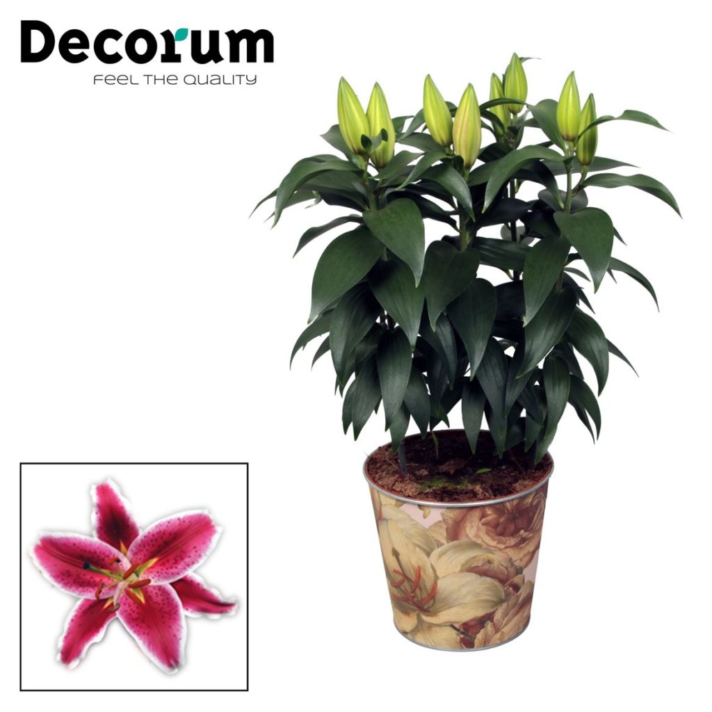 Dark Pink Oriental Lily Plant - Oriental Entertainer & Pot | Flowers by ...