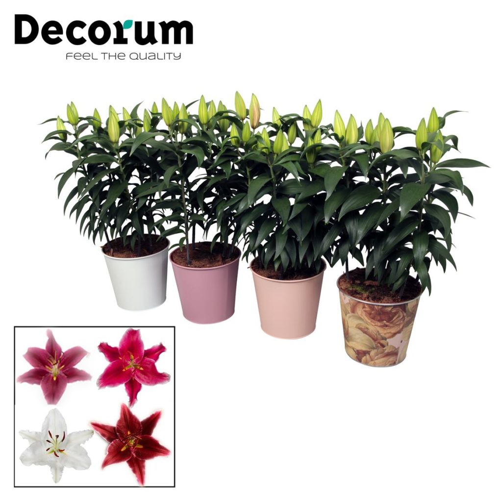 Lilies - Oriental & Asiatic Plants for the Garden By Flourish