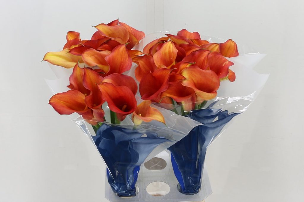 Calla Lilies - Mango | Flowers by Flourish