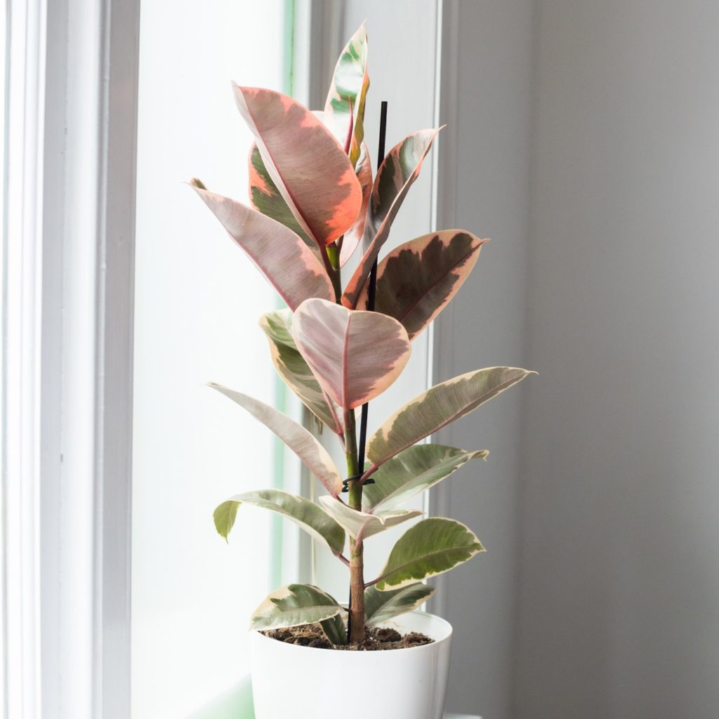 Ficus Elastica - Belize | Flowers by Flourish