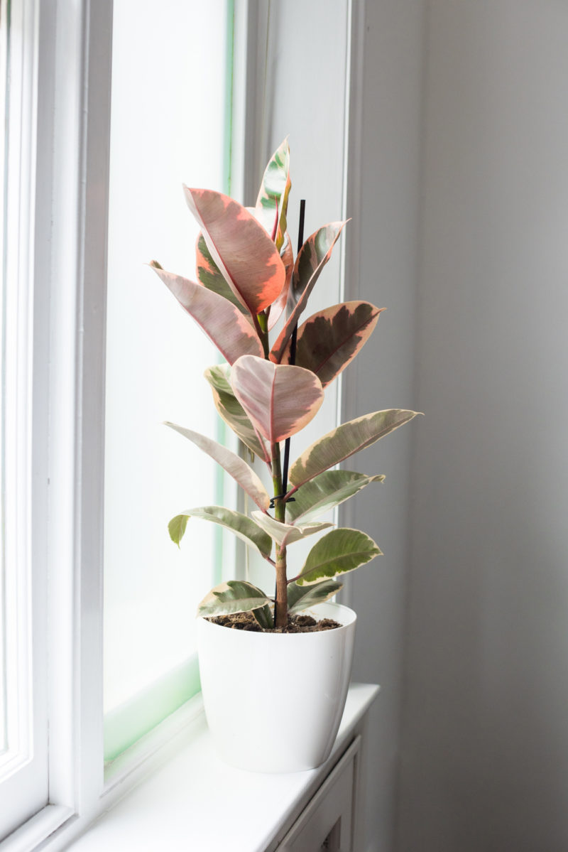 Ficus Elastica - Belize | Flowers by Flourish