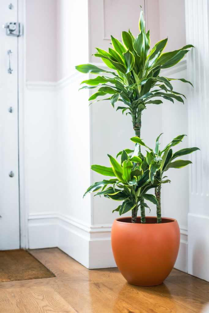 Dracaena Fragrans - Gold Coast | Flowers by Flourish