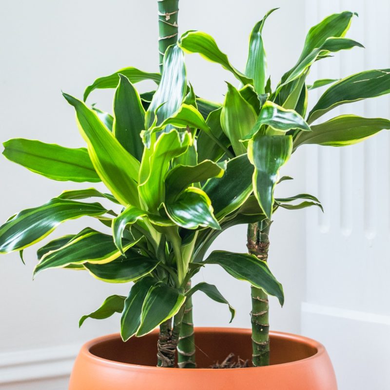 Dracaena Golden Coast