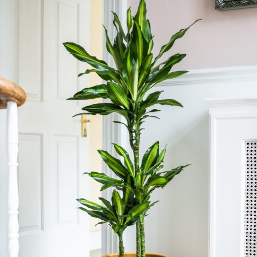 Dracaena Fragrans - Cintho | Flowers by Flourish