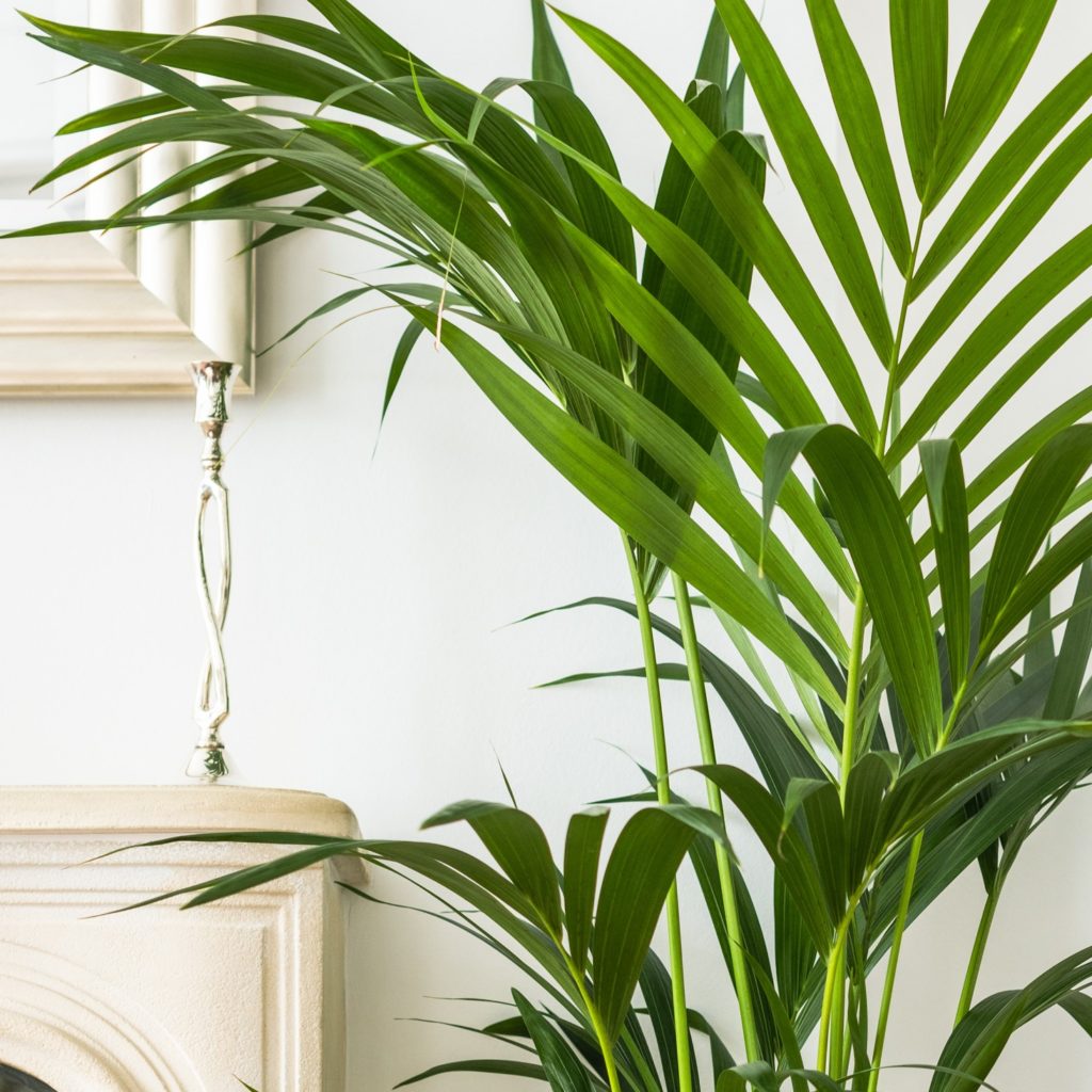 Howea Forsteriana - Kentia Palm | Flowers by Flourish