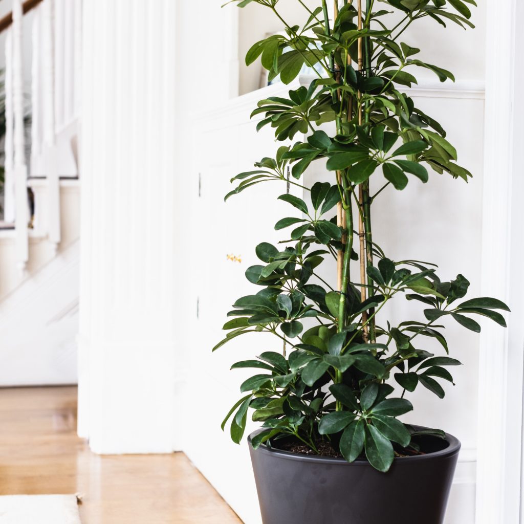 Schefflera Arboricola - Compacta | Flowers by Flourish