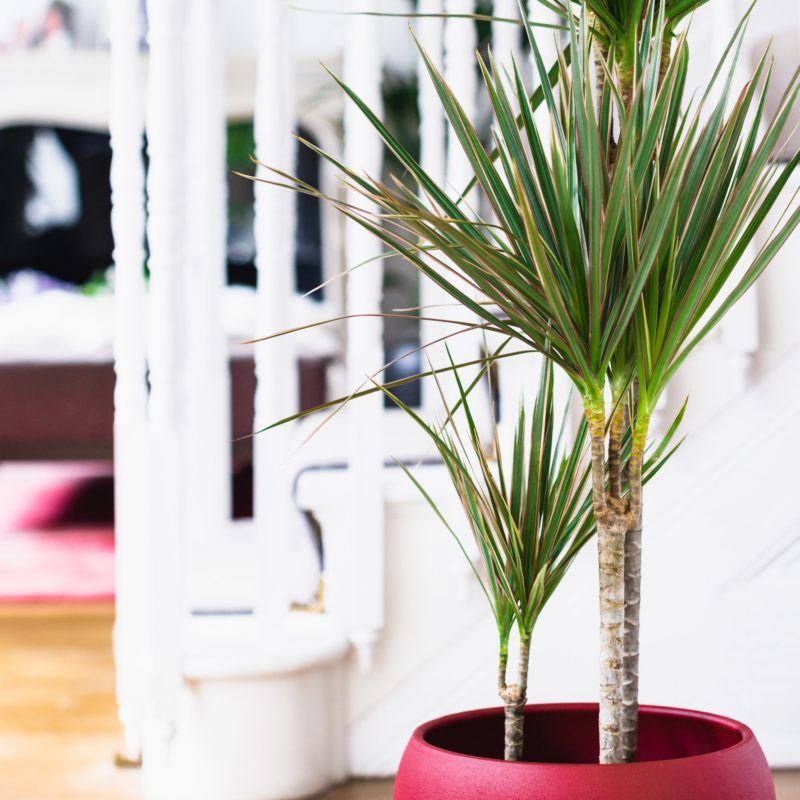 Dracaena Marginata - Dragon Tree | Flowers by Flourish