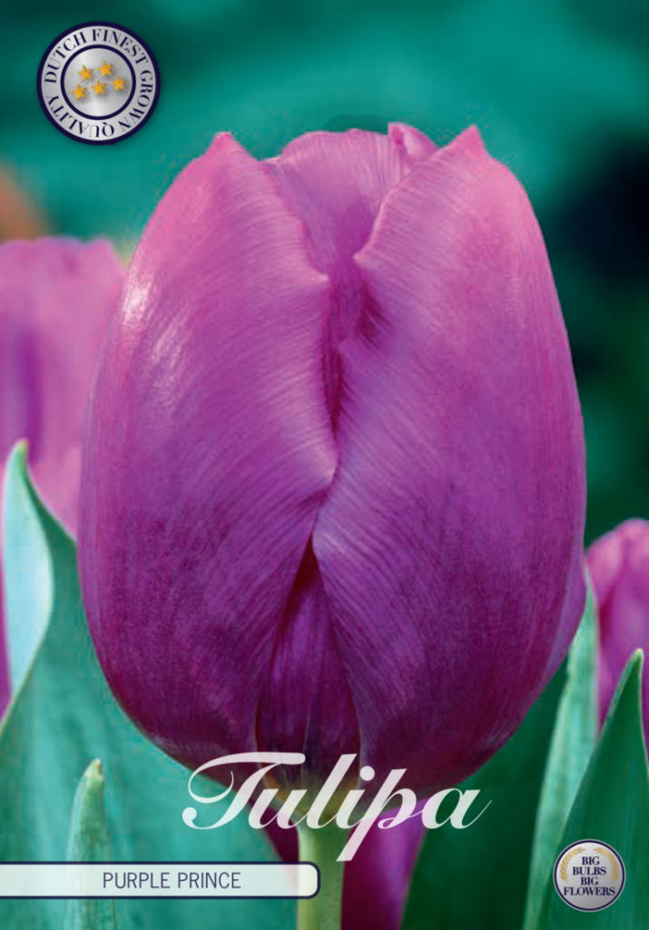 PURPLE TULIP BOUQUETS | Flowers by Flourish