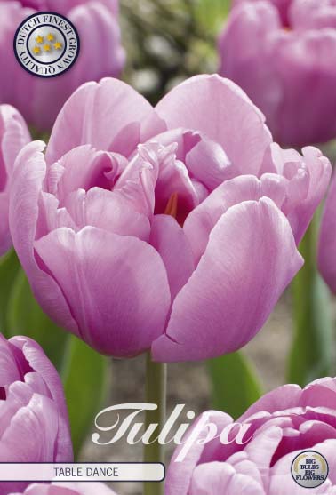 Pink Tulip Bulbs - Table Dance