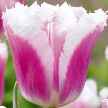 Pink Tulip Bouquets | Flowers by Flourish