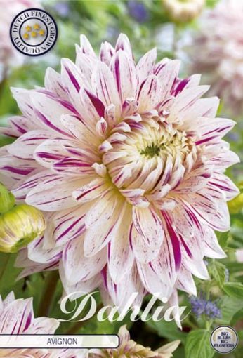 Dahlia - Avignon | Flowers by Flourish