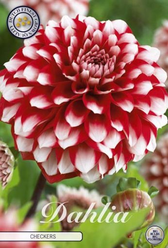 Dahlia - Checkers | Flowers by Flourish