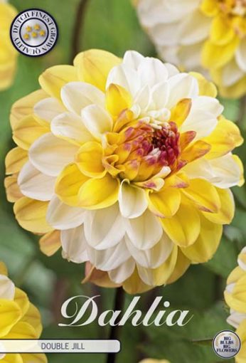 Dahlia - Double Jill | Flowers by Flourish
