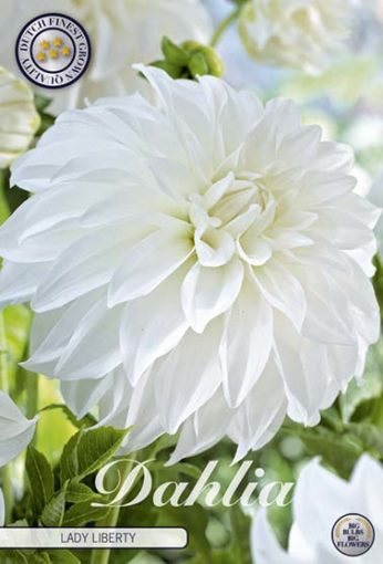 Dahlia - Lady Liberty | Flowers by Flourish