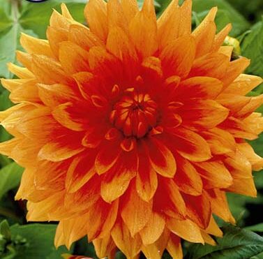 Dahlia - Omega | Flowers by Flourish