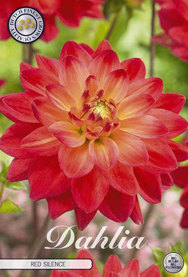Dahlia - Red Silence | Flowers by Flourish