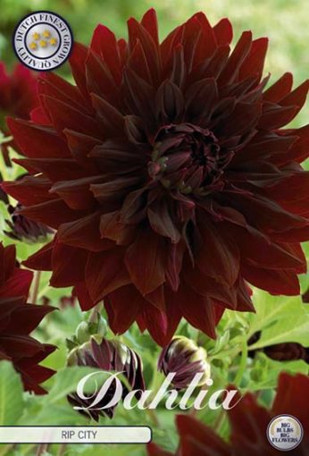 Dahlia - Rip City | Flowers by Flourish