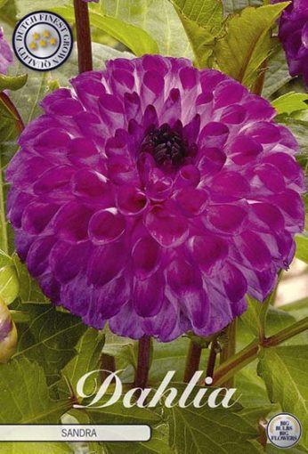 Dahlia - Sandra | Flowers by Flourish