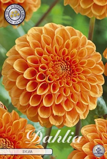 Dahlia - Sylvia | Flowers by Flourish
