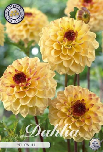 Dahlia - Yellow Jill | Flowers by Flourish