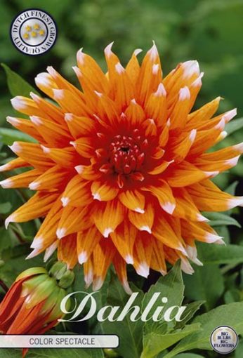Dahlia - Color Spectacle | Flowers by Flourish