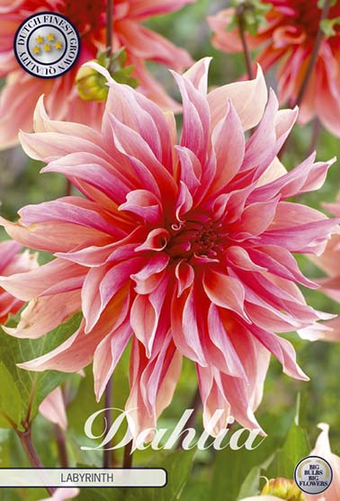Dahlia - Labyrinth | Flowers by Flourish