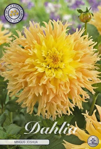 Dahlia - Mingus Joshua | Flowers by Flourish