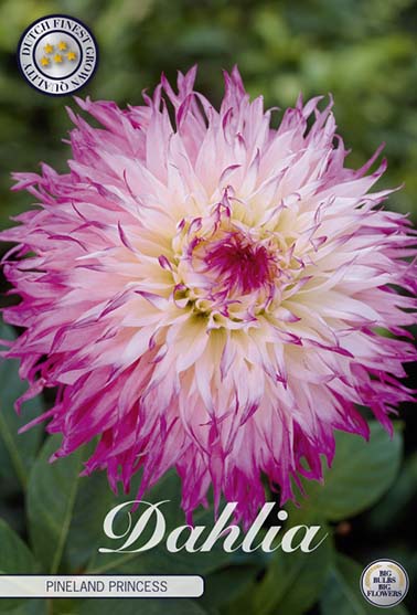 Dahlia - Pinelands Princess | Flowers by Flourish