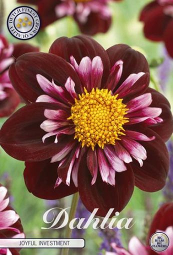 Dahlia - Joyful Investment | Flowers by Flourish