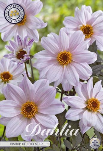 Dahlia - Bishop of Leicester | Flowers by Flourish