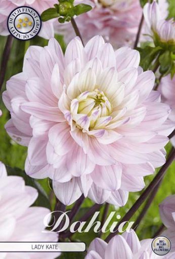 Dahlia - Lady Kate | Flowers by Flourish