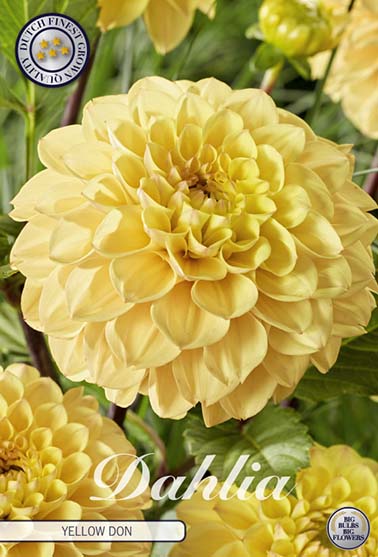 Dahlia - Yellow Don | Flowers by Flourish